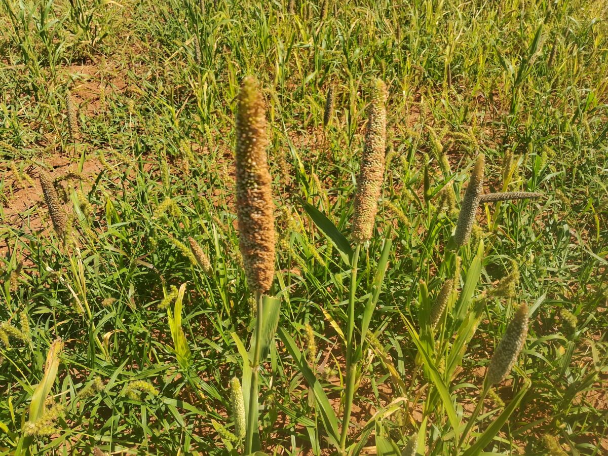 O que é milheto e para que serve? - Agropec Futuro